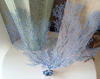 Sea Fan Shadow Box - Etsy