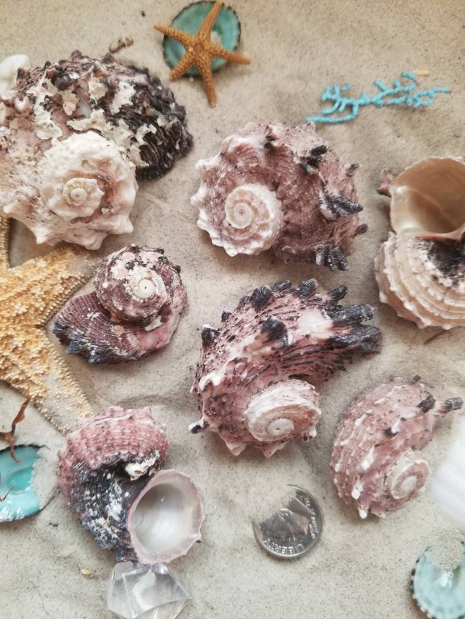 Delphinula Shells Natural Violet Mauve Pink Turban Turbo Swirl - Etsy