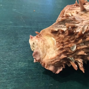 Vintage Spondylus Spiny Oyster Clam 4.5 Seashell Shell - Etsy