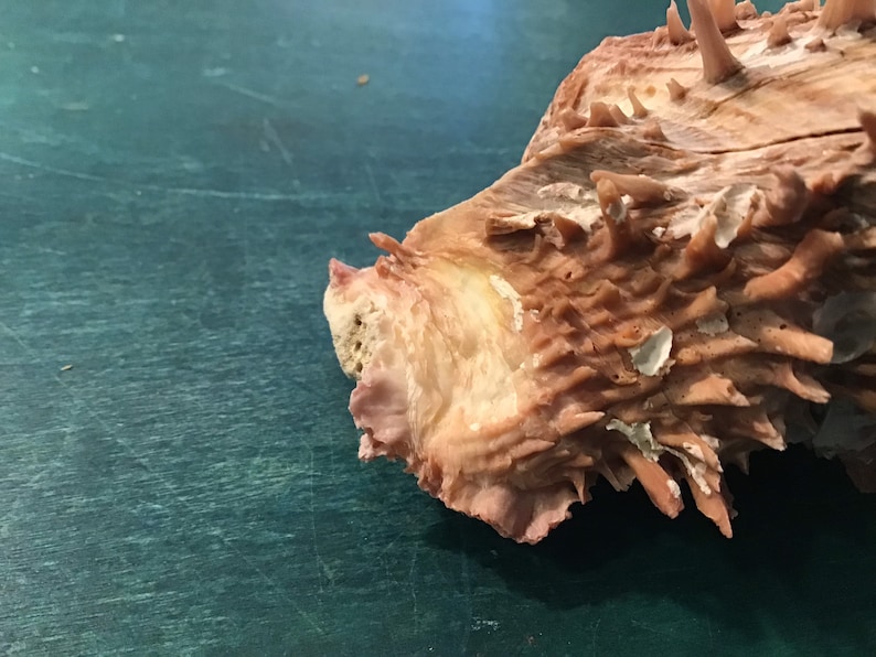 Vintage Spondylus Spiny Oyster Clam 4.5 Seashell Shell - Etsy