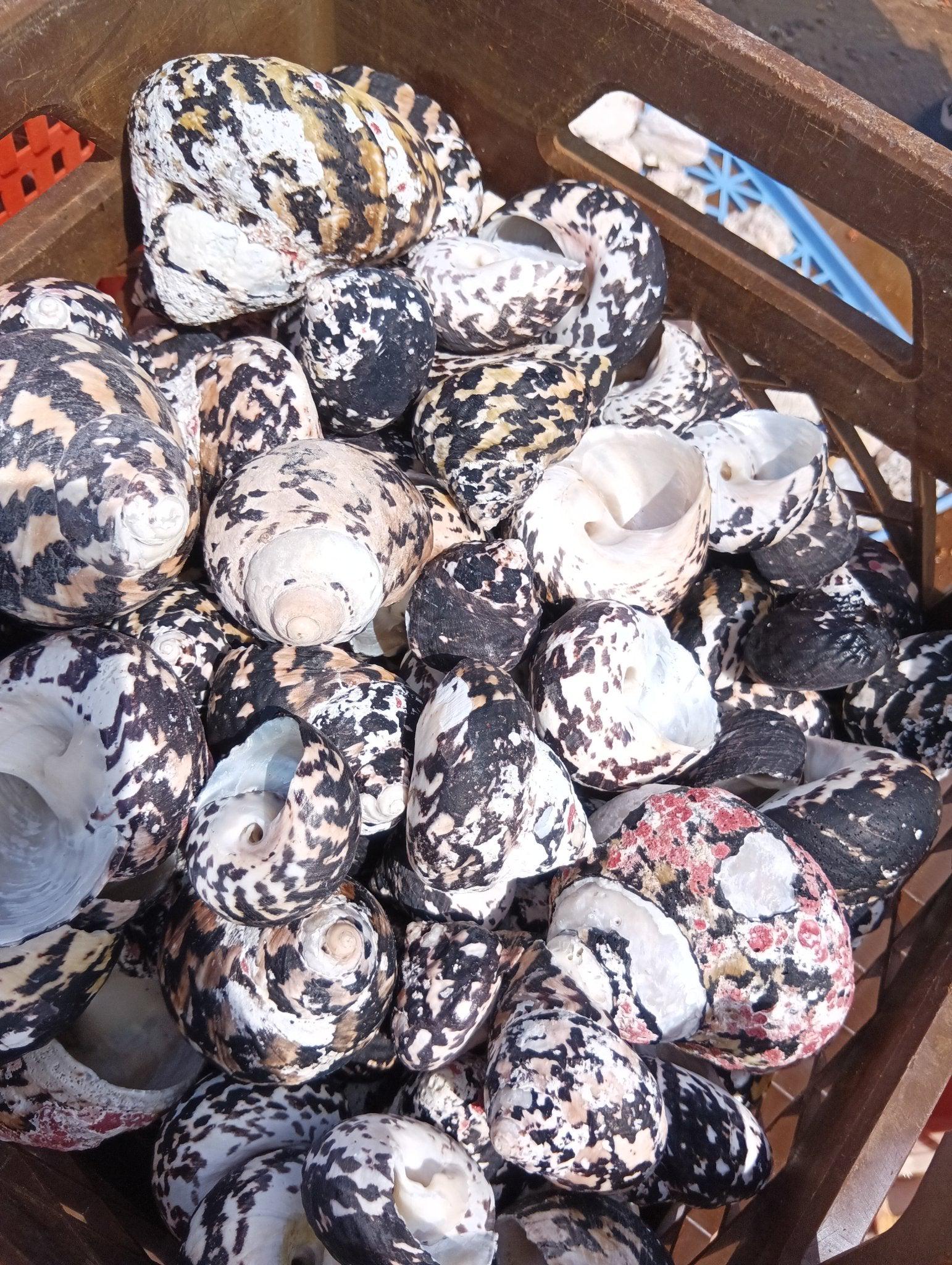 Black and Pearl Pica Magpie Turbo Shells Caribbean Gulf Seashells - Etsy