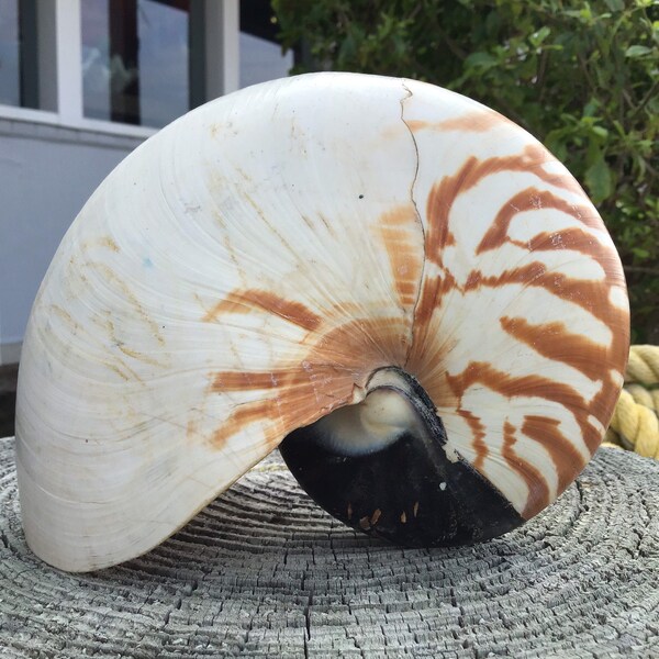 Large Nautilus Shell - Etsy