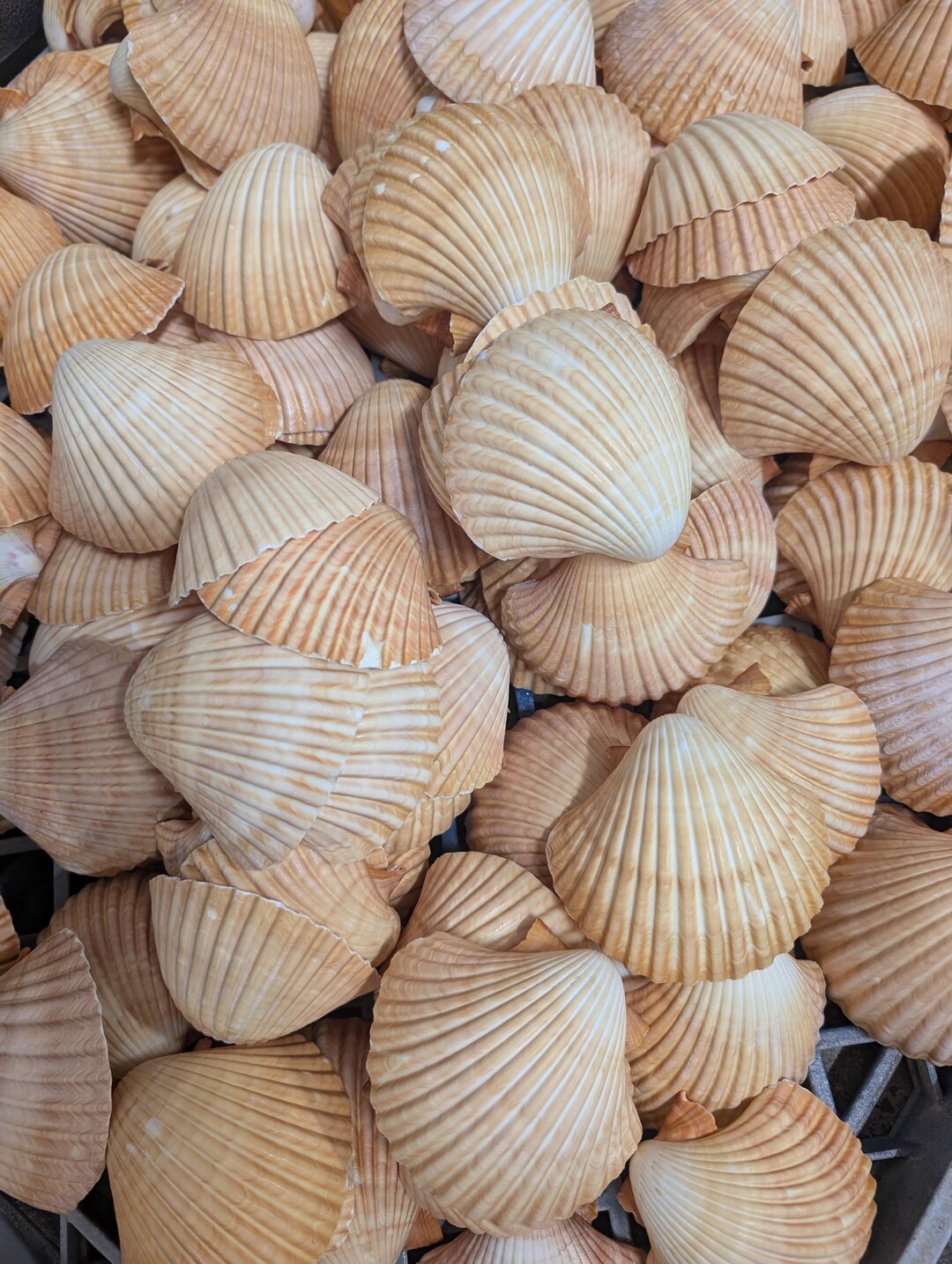 Edged Mexican Deep Cup Scallop Shells - Etsy
