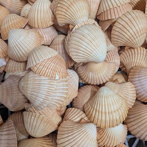 Edged Mexican Deep Cup Scallop Shells - Etsy