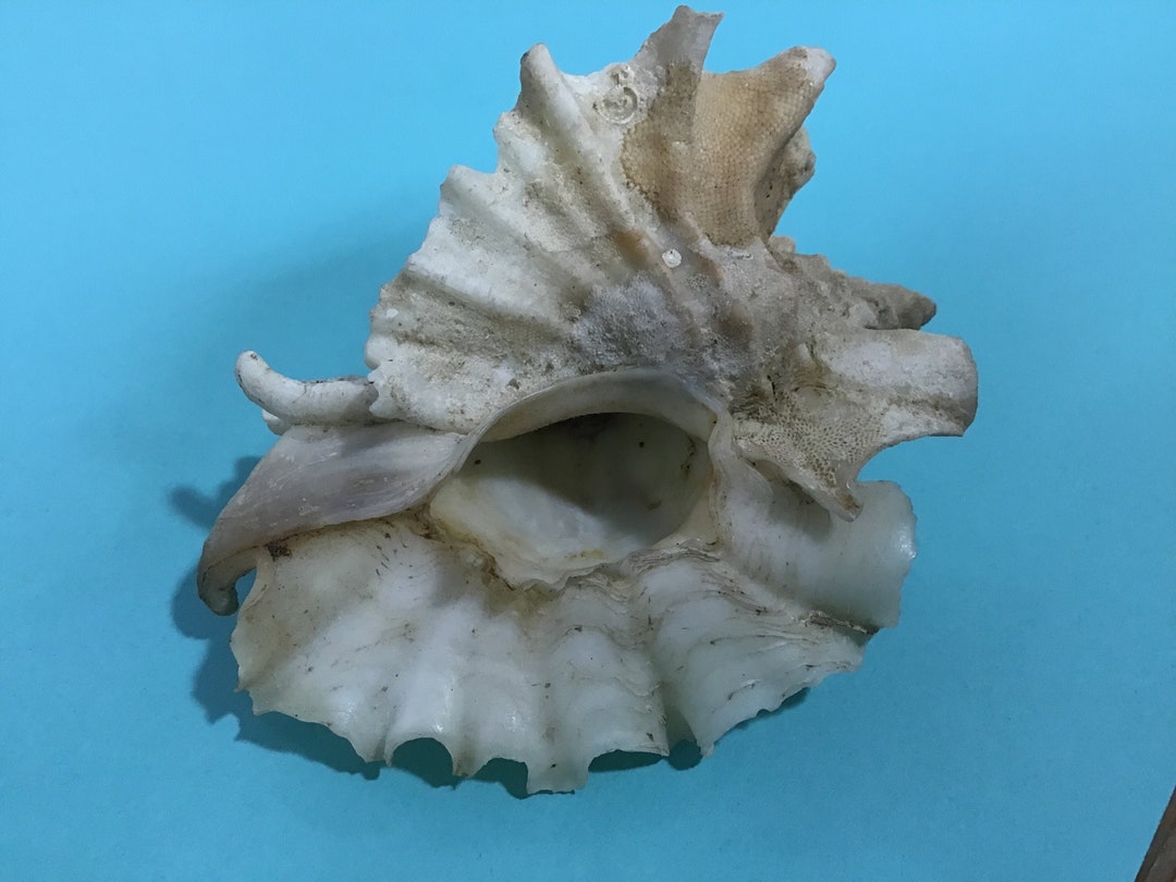 RARE Vintage Ceratostoma Foliatum 3 Leafy Winged Murex Shell With ...