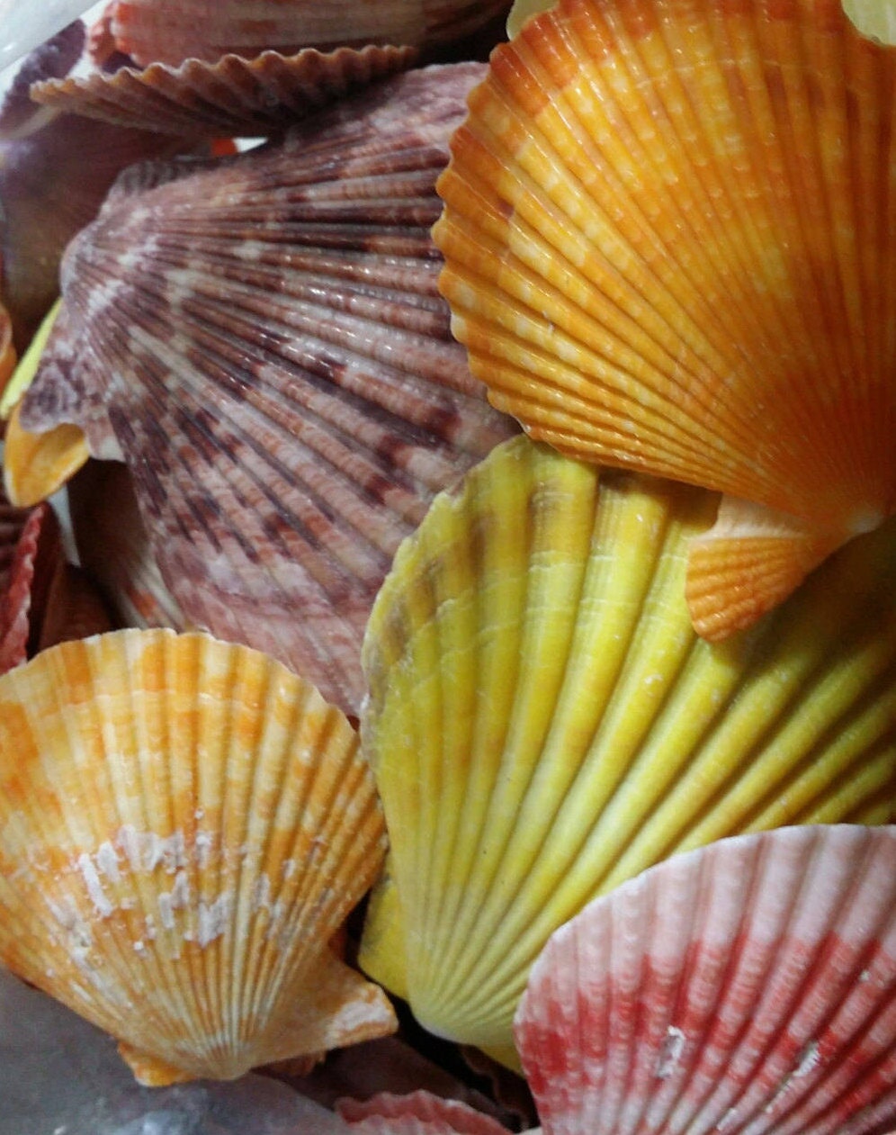 Bright Tropical Scallop Pectin Nobilis Shells Seashells | Etsy