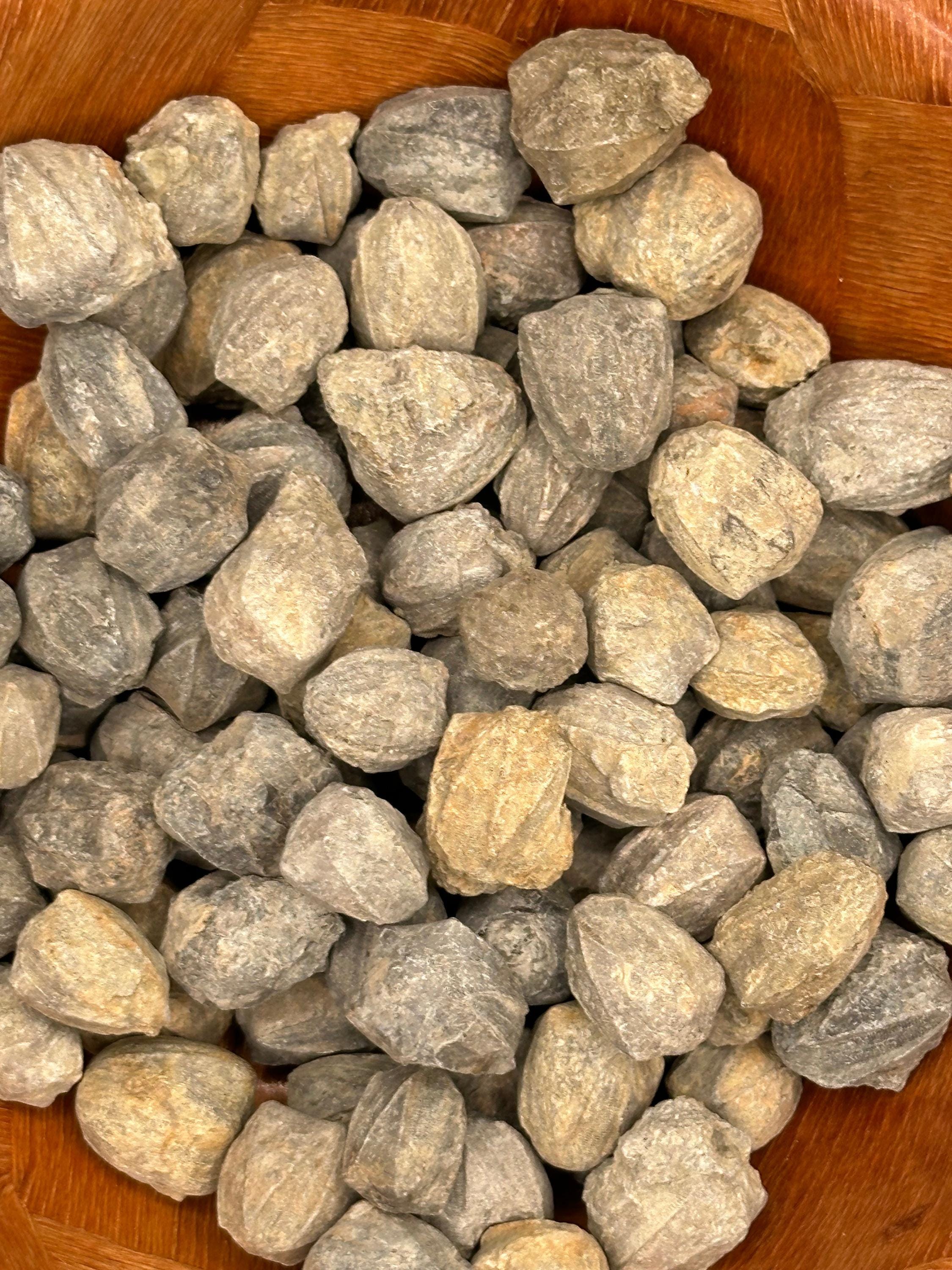 Pentremites Blastoid Fossils 0.5"–1" | Ancient Marine Fossils for ...