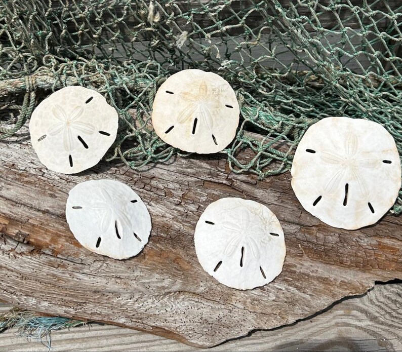 Loose White Sand Dollar Shells *unbleached* - Etsy