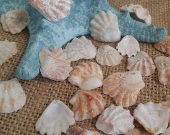 Kitten Paw Shells | Etsy