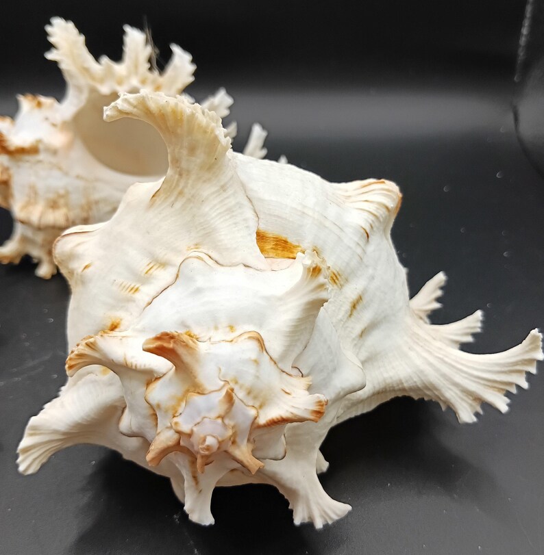 Murex Ramosus Shell - Etsy