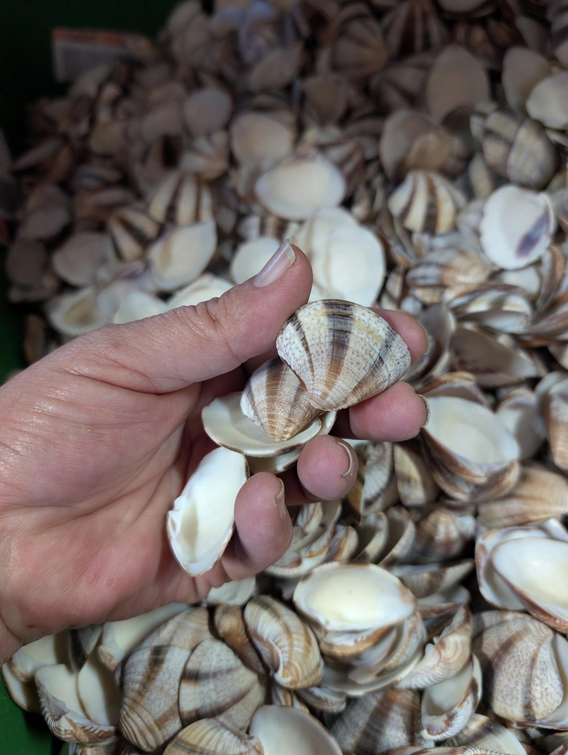 Venus Striped Clam Shells - Chamelea Gallina - Etsy
