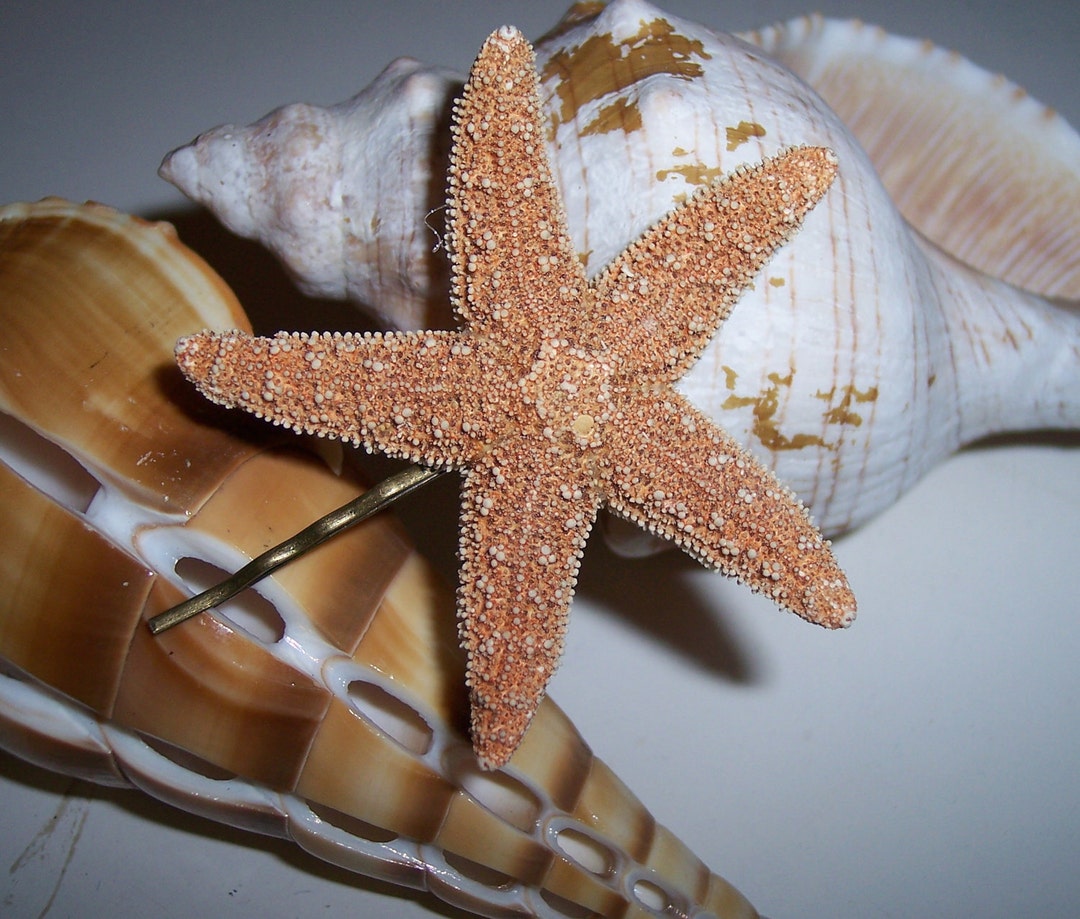 Mermaid Hair Accessories Real Sugar Sea Star Starfish Bobby Pin With ...
