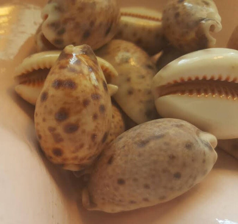 Lynx Cowrie Cowry Shells 1-2 Seashells Polished Cream | Etsy
