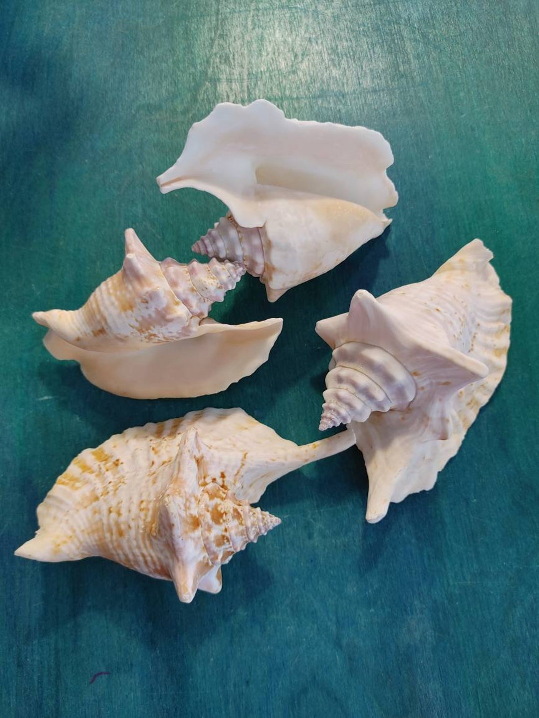 Rooster Tail Conch Shell 3.5 Strombus Gallus Hawk Wing - Etsy