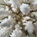 Vintage Table Coral 11.5 Authentic Coastal Coast Ocean Sea Life Salt ...
