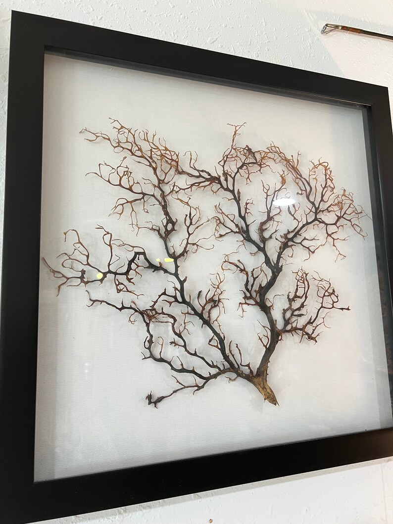 Framed Black Sea Fan Coral Shadowbox Coastal Beach Ocean Decor - Etsy