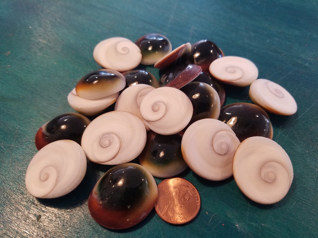 Cats Eye Operculum Eye of Shiva Shell - Etsy