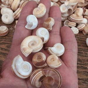 Small Rams Horn Shell - Etsy