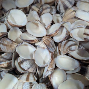 Venus Striped Clam Shells - Chamelea Gallina - Etsy