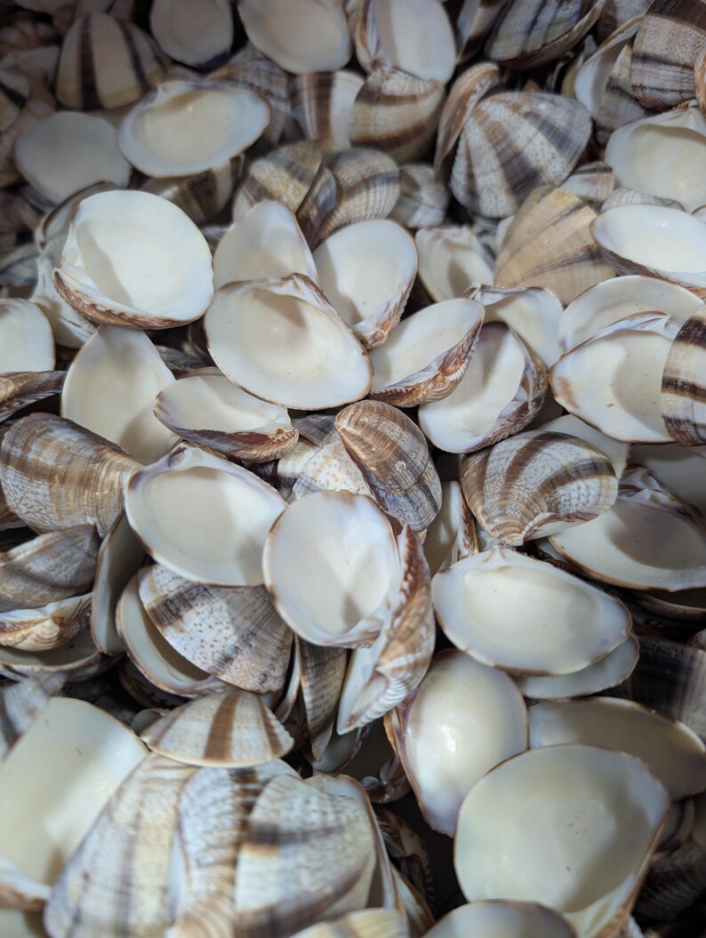 Venus Striped Clam Shells - Chamelea Gallina - Etsy
