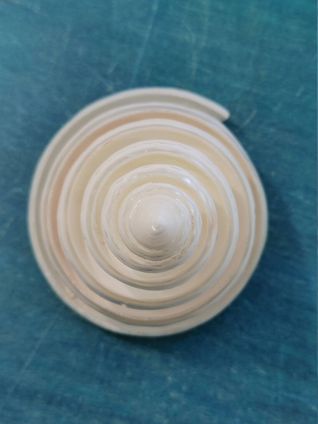 Large Cut Pearl Trochus Troca Spiral Top Seashells Shells DIY - Etsy