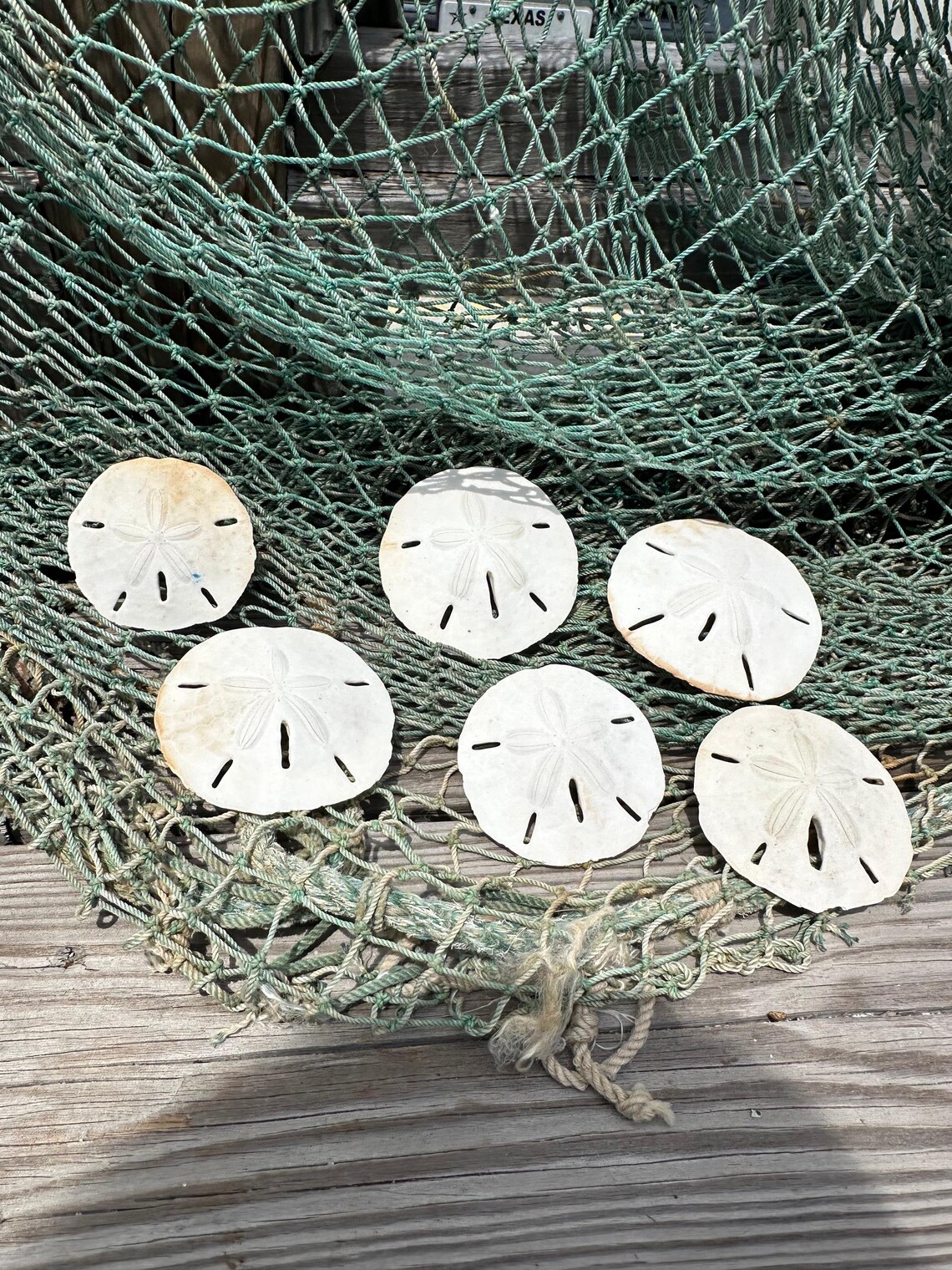 Loose White Sand Dollar Shells *unbleached* - Etsy