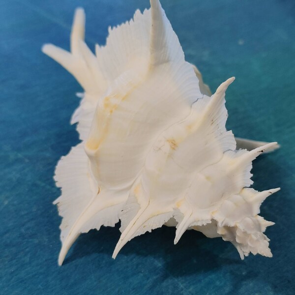 Alabaster Shell - Etsy