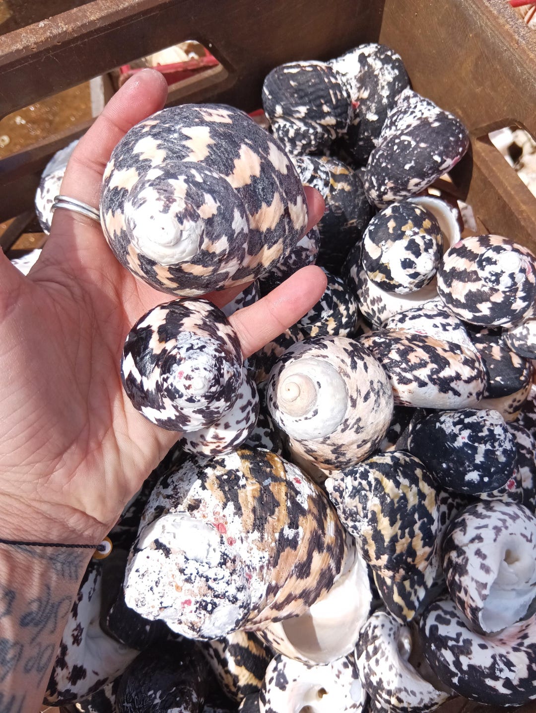 Black and Pearl Pica Magpie Turbo Shells Caribbean Gulf Seashells - Etsy