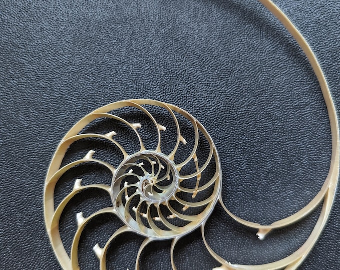 8 to 9 River Cooter Turtle Shell 1077-0809 Y3K - Etsy