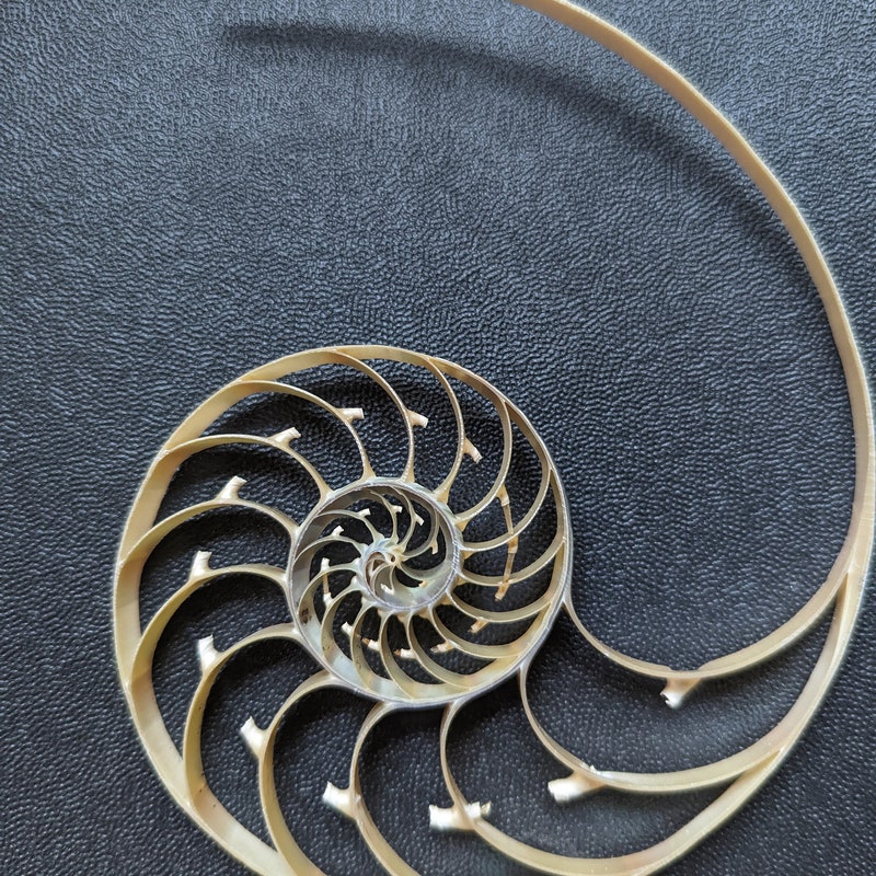 Large Nautilus Shell - Etsy
