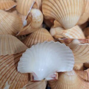 Edged Mexican Deep Cup Scallop Shells - Etsy