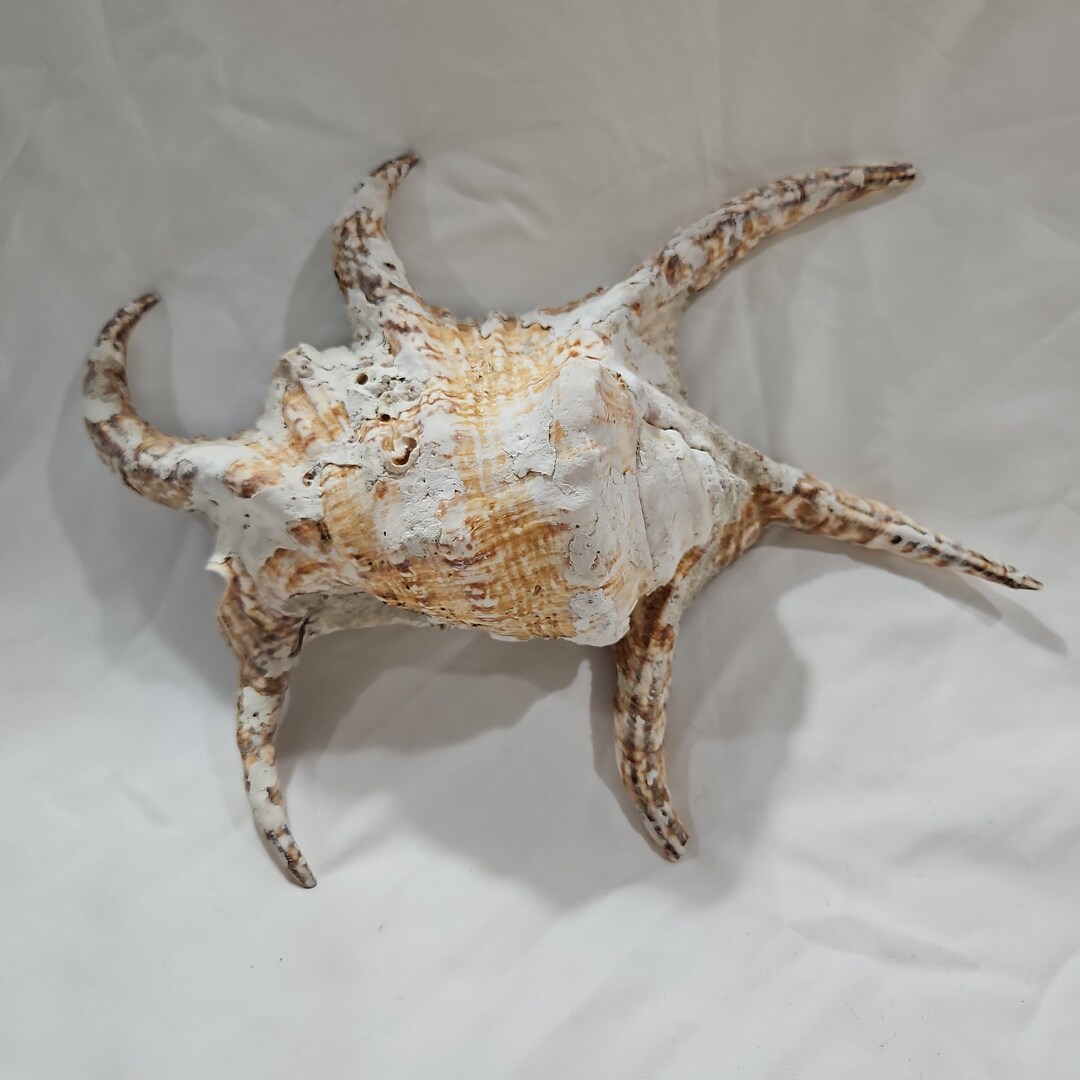 Lambis Chiragra Spider Shell-10 - Etsy