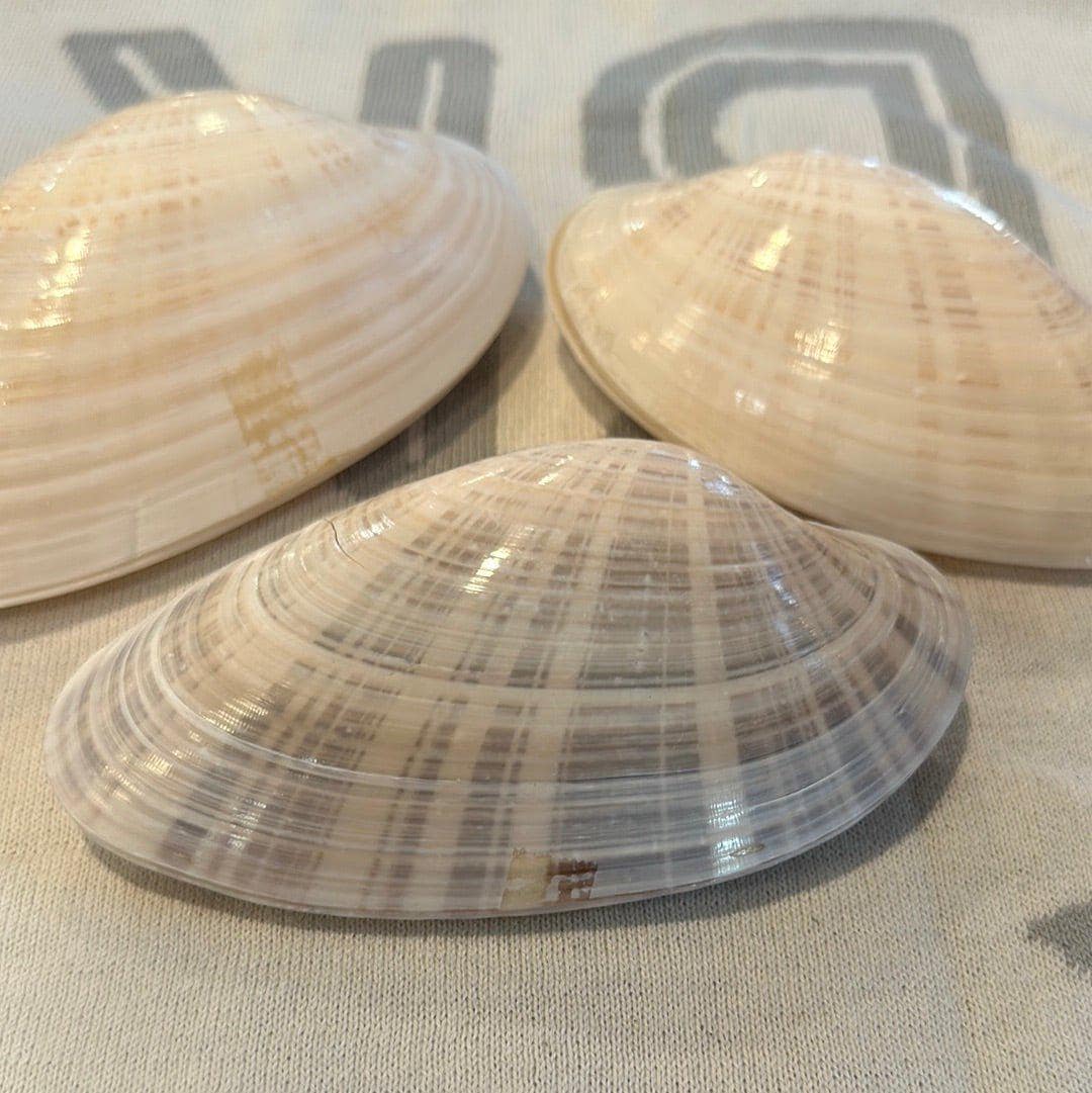 Sunray Venus Clam Shell Pair - Etsy
