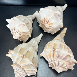 Lightning Whelk 5-6 Shells Left Handed Sinistral Seashells State of ...