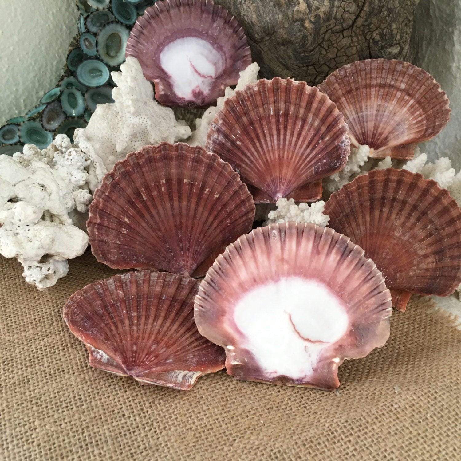 Mexican Flat Scallop Shells - Etsy