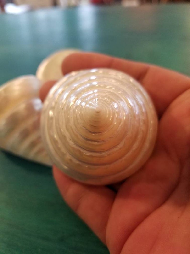 Large Pearl Trochus Troca Spiral Top Seashells Shells DIY | Etsy