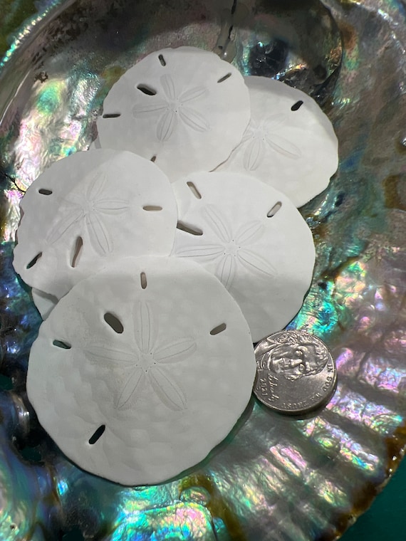 Sand Dollar Crafts