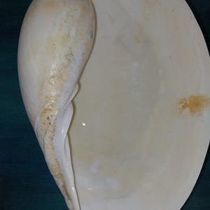 Extra Large Umbilicate Baler Melo Shell 13'" Exact Shown - Etsy