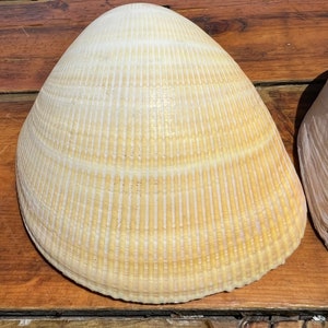 Giant Pacific Heart Cockle Shell Pair Laevicardium Elatum 6 - Etsy