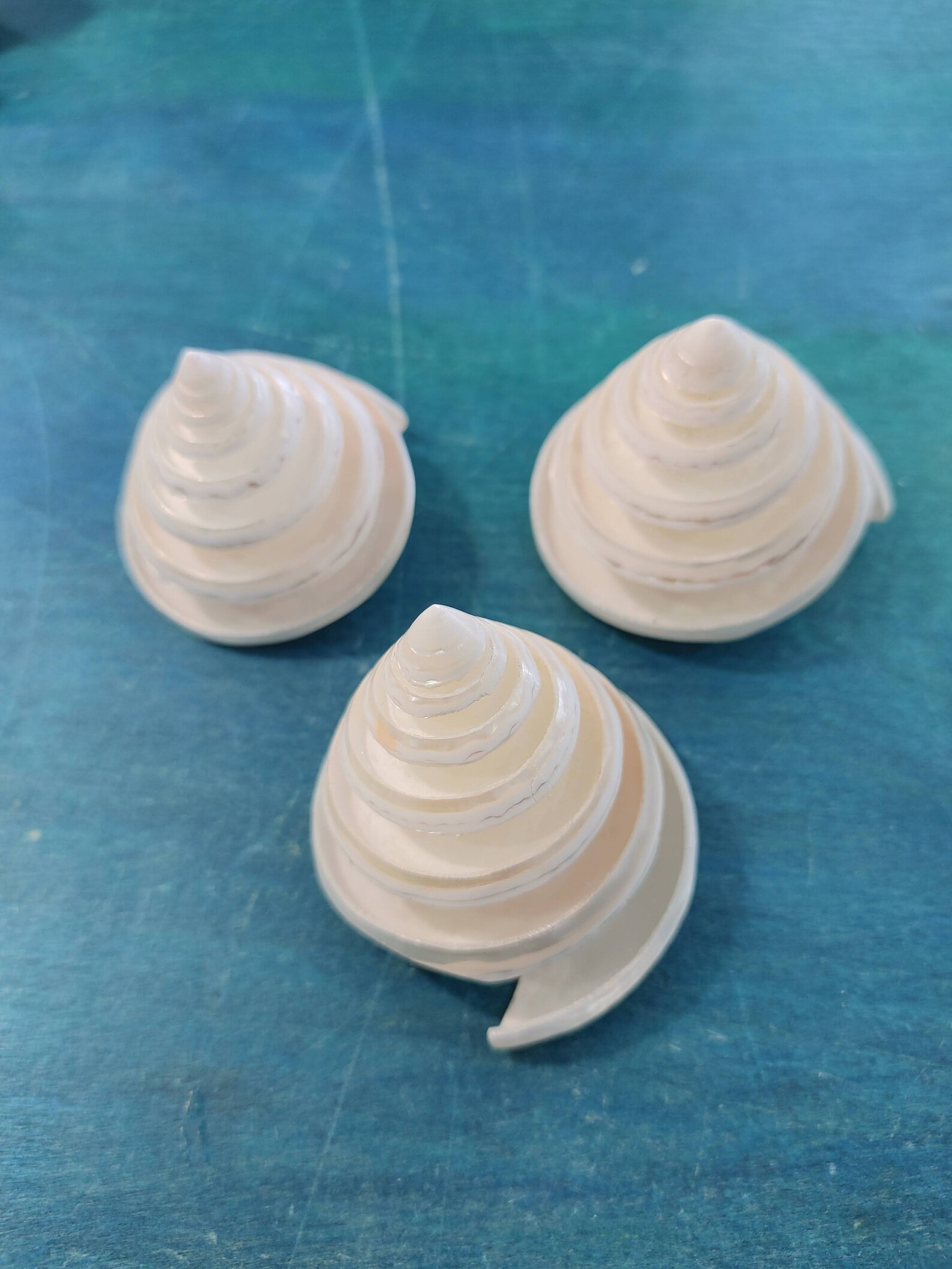 Large Cut Pearl Trochus Troca Spiral Top Seashells Shells DIY - Etsy