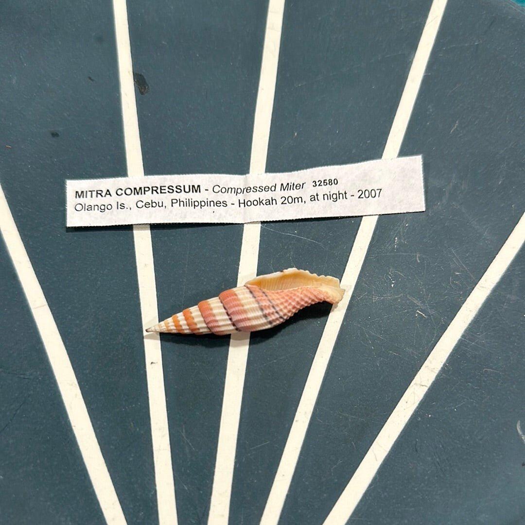 Mitra Compressum AKA Queen Miter - Etsy