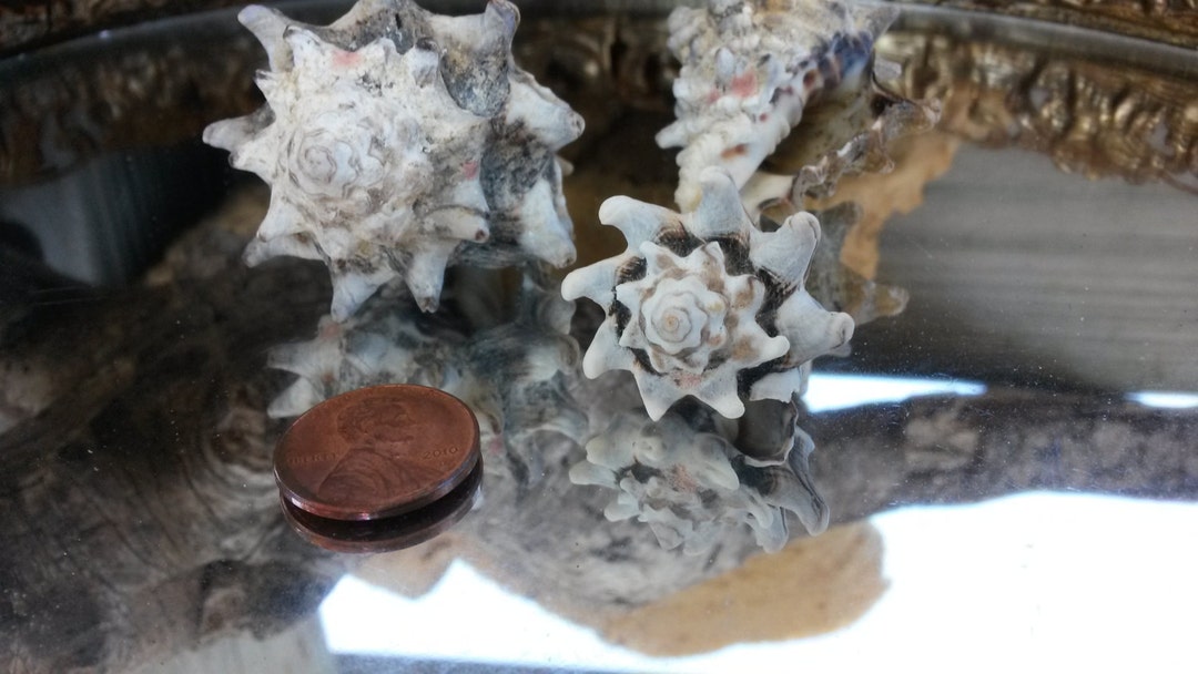 Rock Murex Shells Vasum Cornigerum Mini Pointed Spike Conch Natural ...