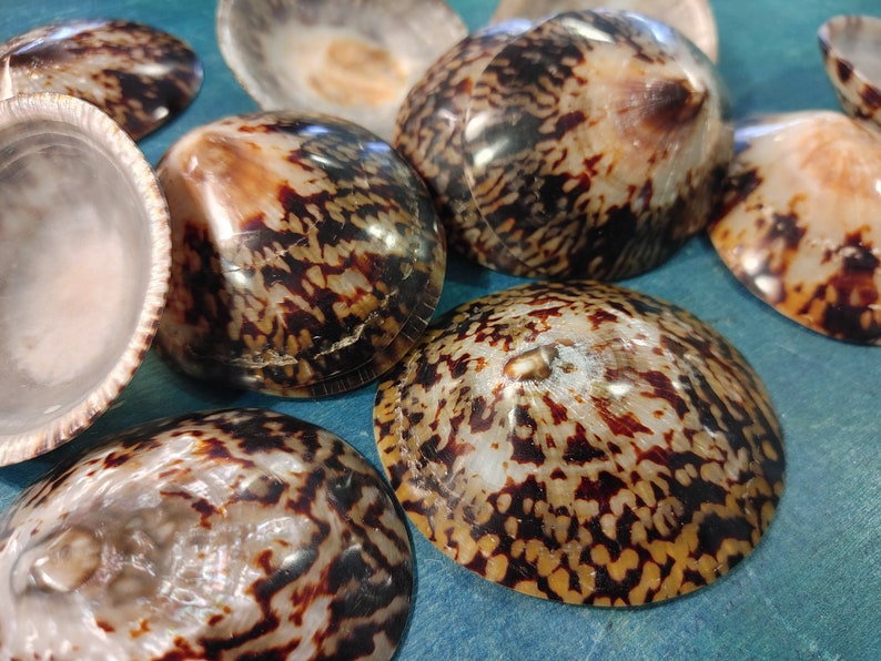 Polished Owl Limpet Shells Seashells Approx 2" Ivory Brown Natural ...