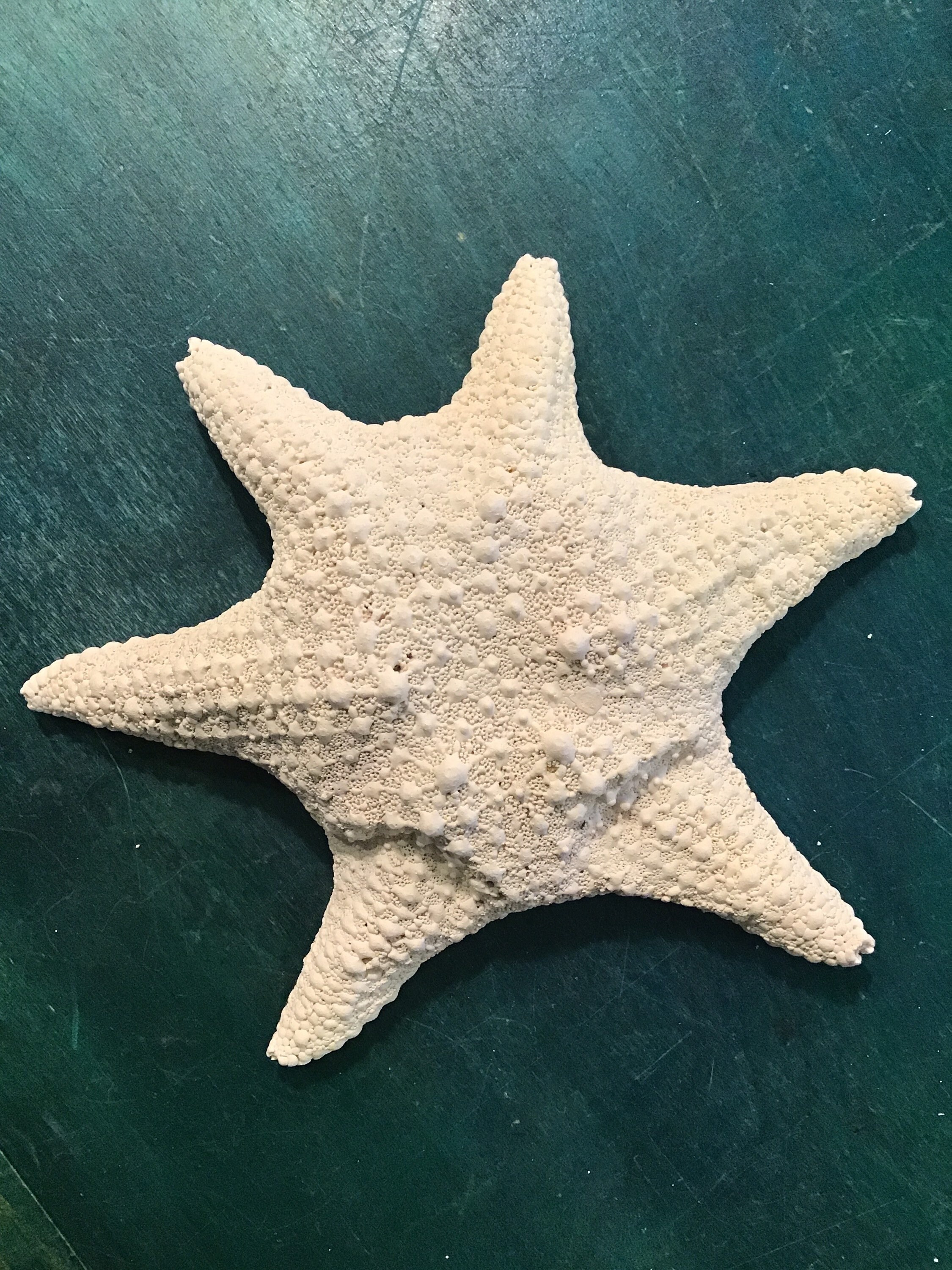 Starfish Legs Falling Off