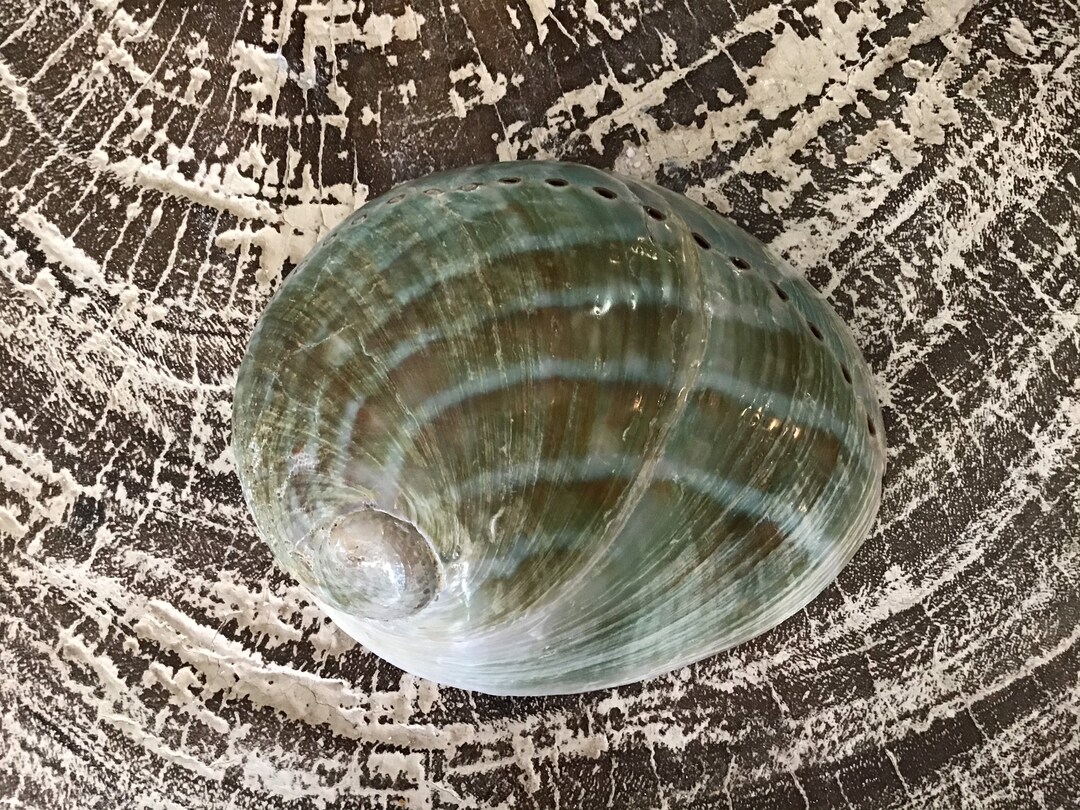 Vintage Oval Greenlip Abalone 6.5 Haliotis Laevigata Home Living Decor ...