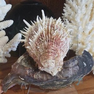 Hammer Wing Oyster Spondylus Clam Shell Spike Natural Mollusc Mollusk ...