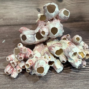 Gulf of Mexico Barnacles Under 5 - Etsy