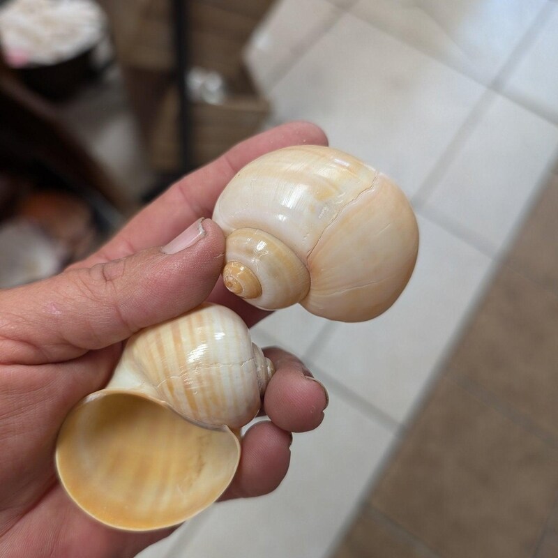 Apple Snail Shell - Etsy