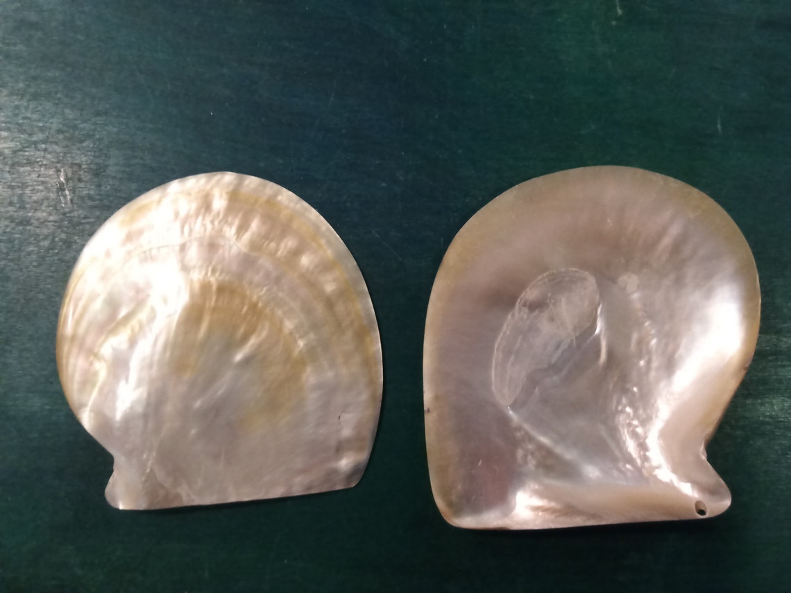 Gold Lip Mother of Pearl Oyster Shell Ocean Decor Shells DIY - Etsy