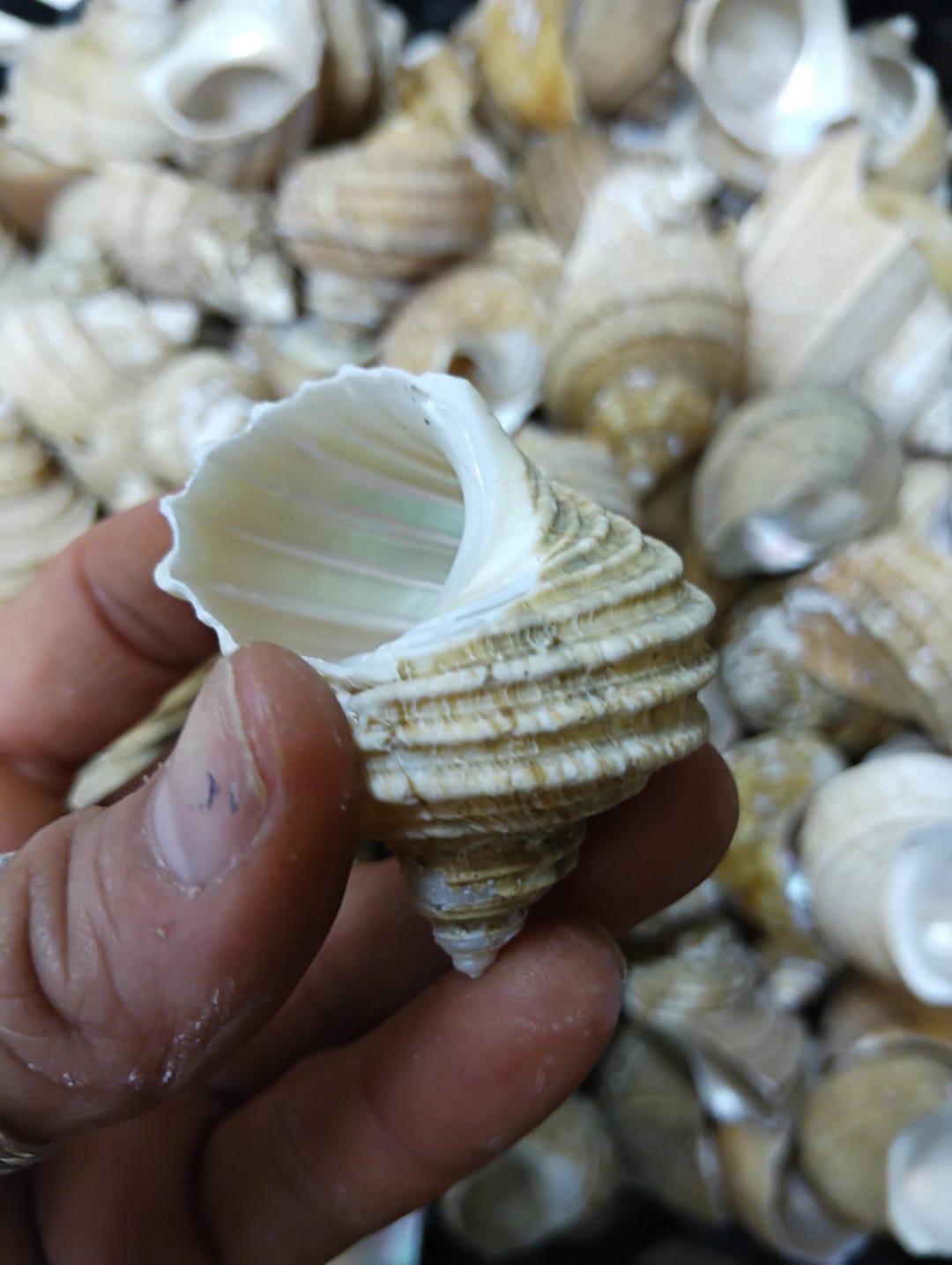 Natural Ribbed Turbo Shell - Etsy